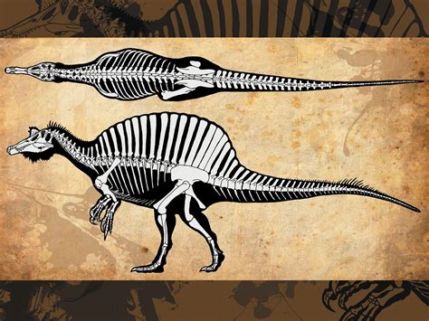Spinosaurus Aegyptaicus Skeleton Design Dinosaurs Black And White