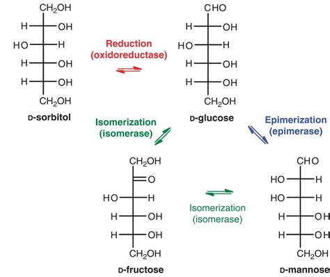Carbohydrate Structure Overview Creative Biostructure