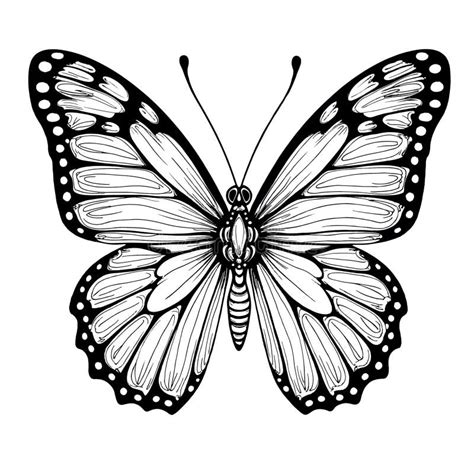 Black And White Monarch Butterfly Drawing Vector Illustration Stock