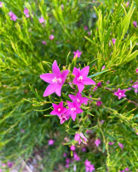 Festival Crowea Compact Native Shrub Kuranga