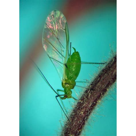 Swarm Insect Creating An Insect Swarm Using Shape Keys And Particles