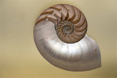 Snail Shell Texture
