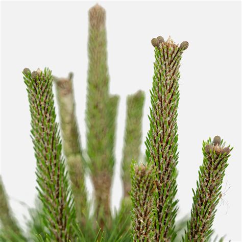 Thunderhead Pine Trees For Sale Online The Tree Center