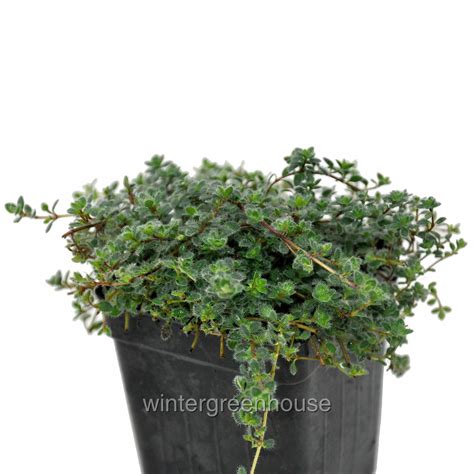 Winter Greenhouse Wooly Thyme Thymus Pseudolanuginosus 3 Pot Size