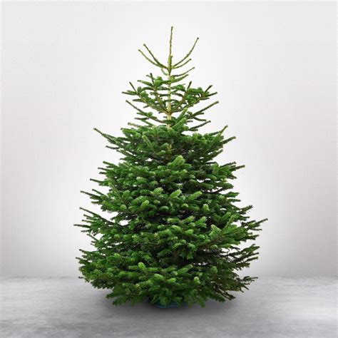 Rinktinis Kėnis L Didelės Eglės