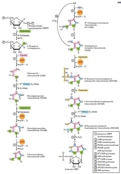 Síntesis De Novo De Nucleótidos Púricos Diagram Quizlet