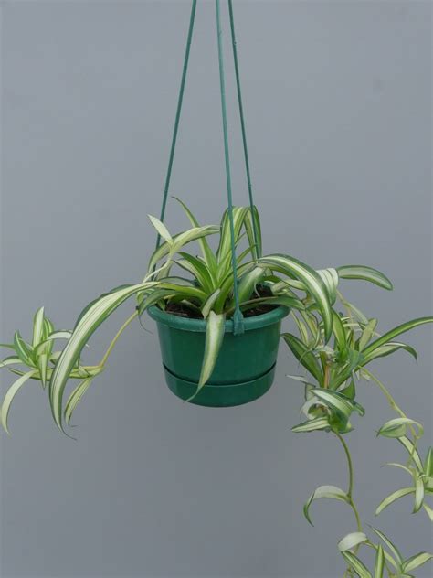 Spider Plant Hanging Baskets At Edward Beatty Blog