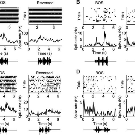 Dlm Neurons Respond To Playback Of The Bos A Raster Plot And