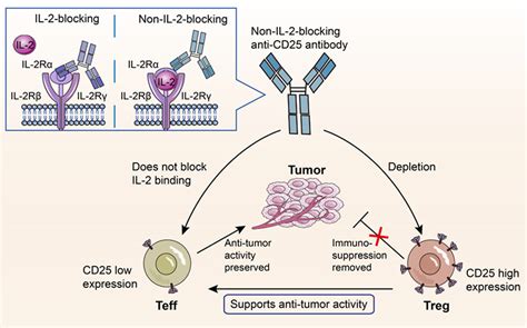Non‐il‐2‐blocking Anti‐cd25 Antibody Inhibits Tumor Growth By Depleting