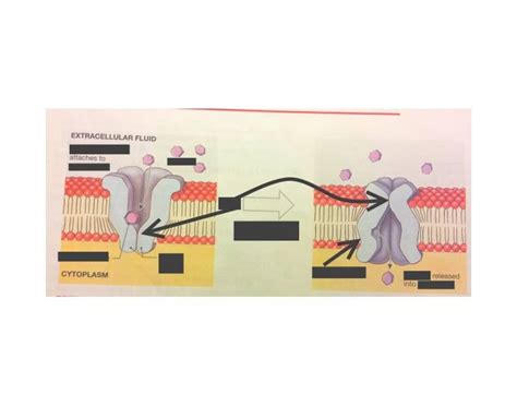Facilitated Diffusion Quiz