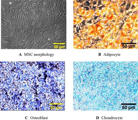 Morphology And Differentiation Potential Of Mscs A Mscs In Passage 3