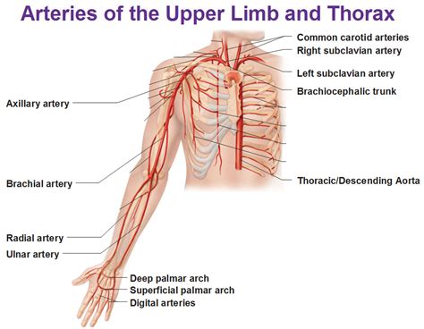 Arteries And Veins Of The Upper Body