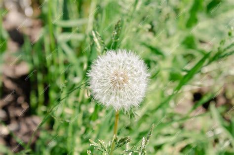 Premium Photo Spring Dandelion In The Grass