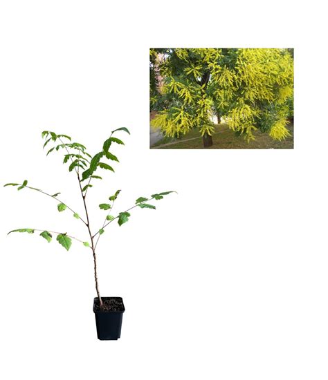 Otetar Galben Koelreuteria Paniculata