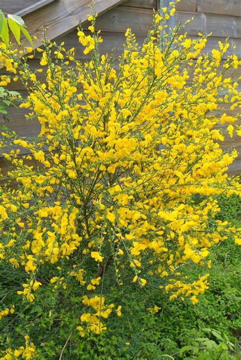 6 Invasive Weeds That Shoot Seeds When Touched