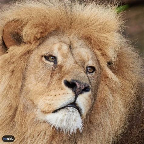 Aslanların Özellikleri Nelerdir Aslan Hakkında İlginç Bilgiler