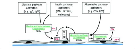 Overview Of Complement Activation Specific Activating Molecules