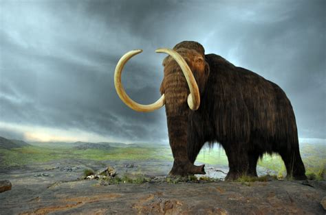 Woolly Mammoth Extinction Due To Warming Climate Grrlscientist