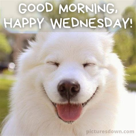 Happy Wednesday Dog Images