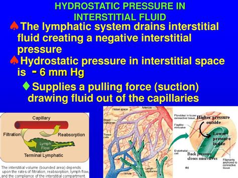 Ppt Advanced Physiology Fluid And Electrolytes Part 1 Instructor Terry