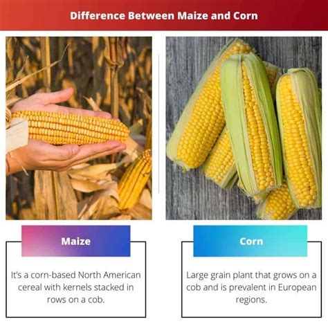 Maize Vs Corn Difference And Comparison