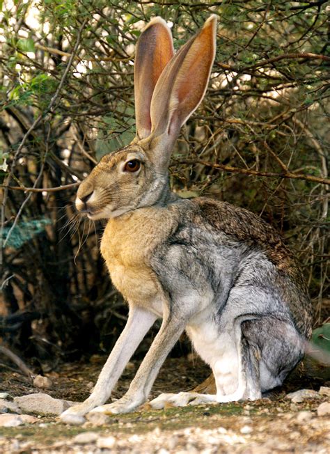 Jack Rabbit Facts