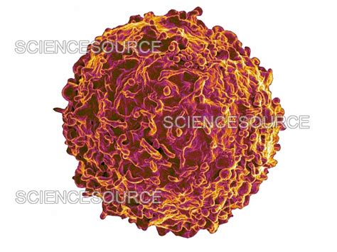 Photograph Human B Lymphocyte Sem Science Source Images