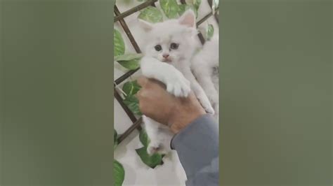 Cute Cats Persion Cats Youtube