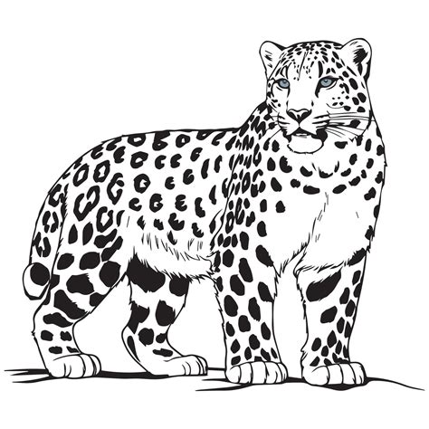 Black And White Illustration Of A Snow Leopard 53805955 Vector Art At