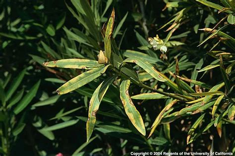 Sweet Gum Leaf Scorch Xylella Uc Agriculture And Natural Resources