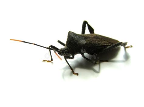 Ugly Bug Stock Image Image Of Flying Scary Black Beetle 864013