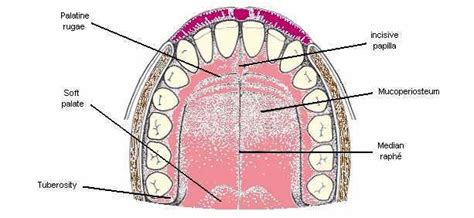 Incisive Papilla Wikipedia