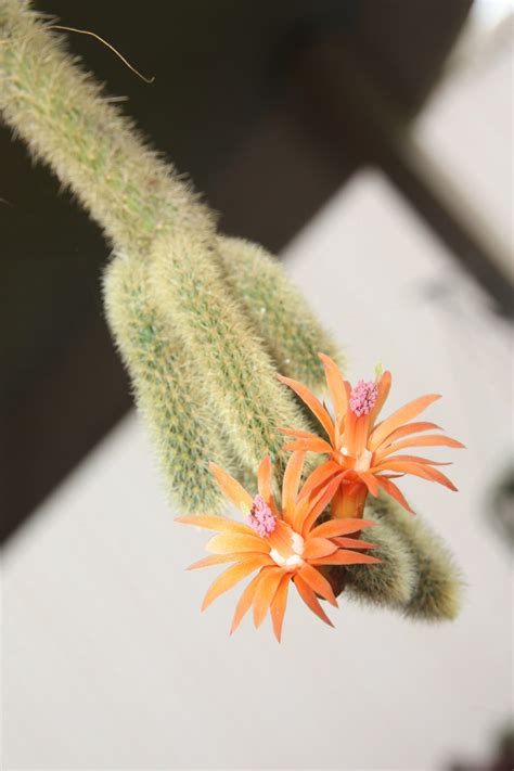 Cleistocactus Winteri Aka Golden Rat Tail Cactus — Manning Valley