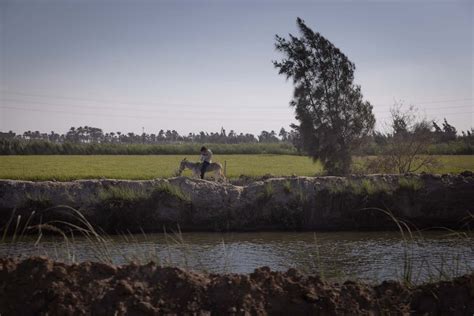 Nile River Delta Landscape