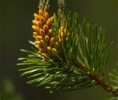 Pad Ch 8 Phylum Pinophyta Flashcards Quizlet
