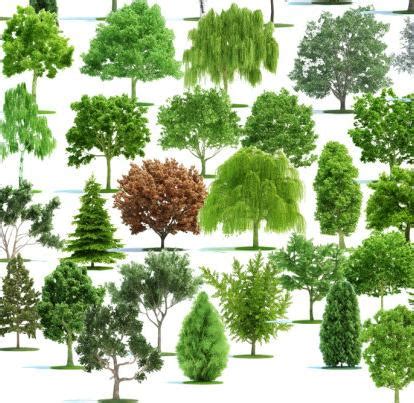 16 Tree PSD Template Images Christmas Tree Photoshop Template Landscape Trees PSD Files Free