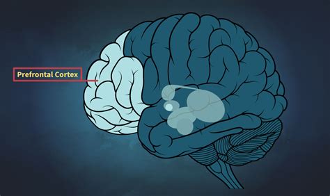 Adolescent Learning The Cove