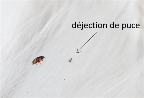 Mon Chien A Des Puces Symptômes Traitement Et Prévention