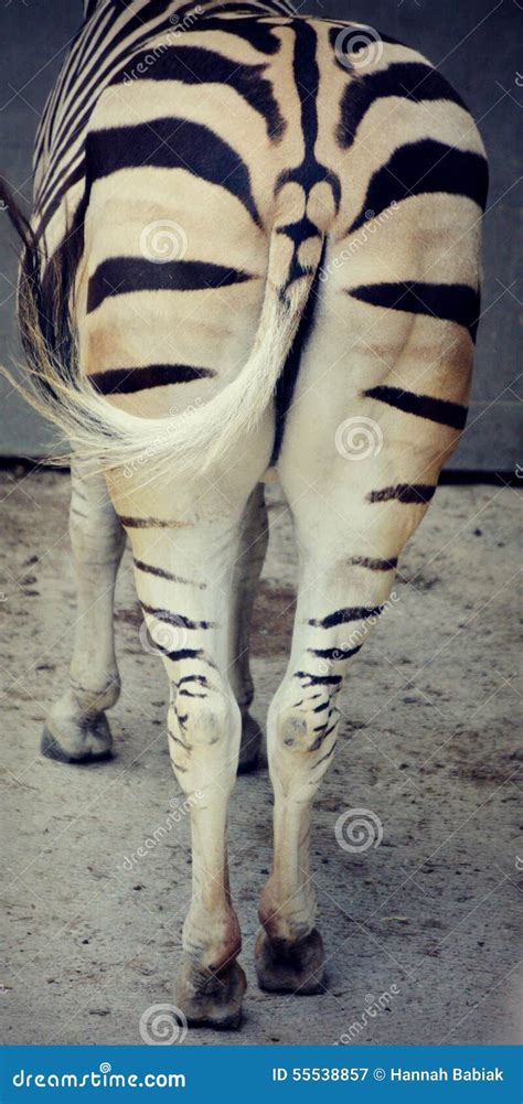 Zebra Stock Image Image Of Striped Stripes Tail Herbivore 55538857