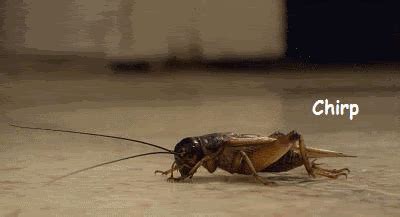 Cricket  Find On Er