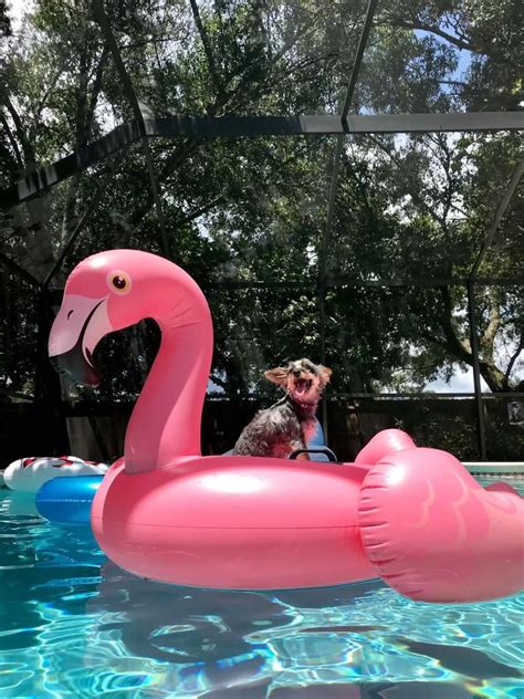 Anyone Wanna Draw This Happy Girl Roxie Having The Time Of Her Life At A Pool Party R Drawforme