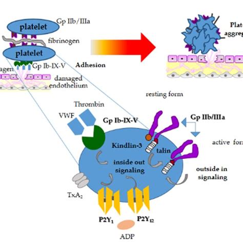 Schematic Diagram Of A Dog Platelet Download Scientific Diagram