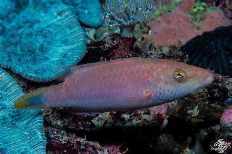 Cheek Lined Wrasse Facts And Photographs Seaunseen