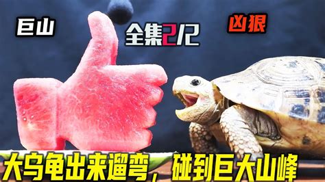 巨星乌龟巡逻系列全集22看到爽腾讯视频