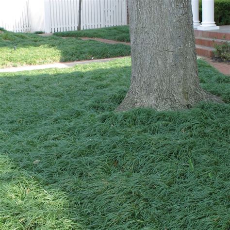 Mondo Grass Ground Cover