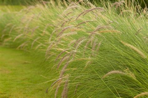 Premium Photo The Grass Bloom