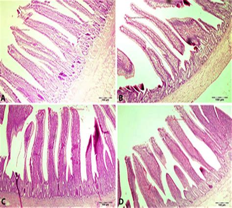 Control Group A Jejunum Tissues Structure Normal Histological Group