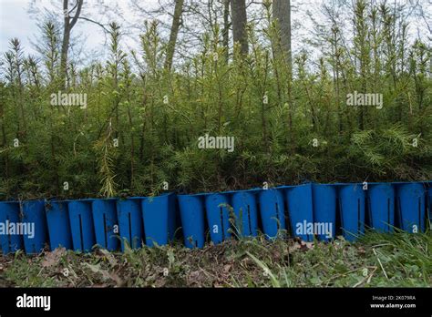 Pine Seedlings For Reforestation In The Hassberge Mountains In Lower
