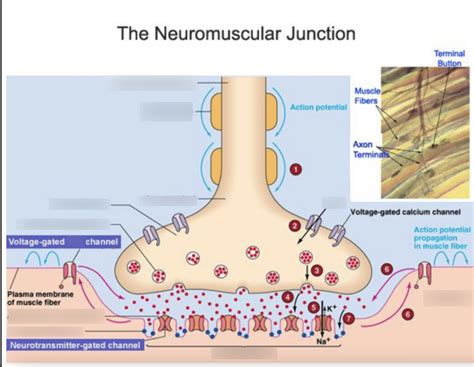 Week 2 Physiology 1 Diagram Quizlet
