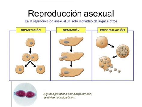 Descubre Qué Es La Reproducción Asexual ¡con Ejemplos Tipos De